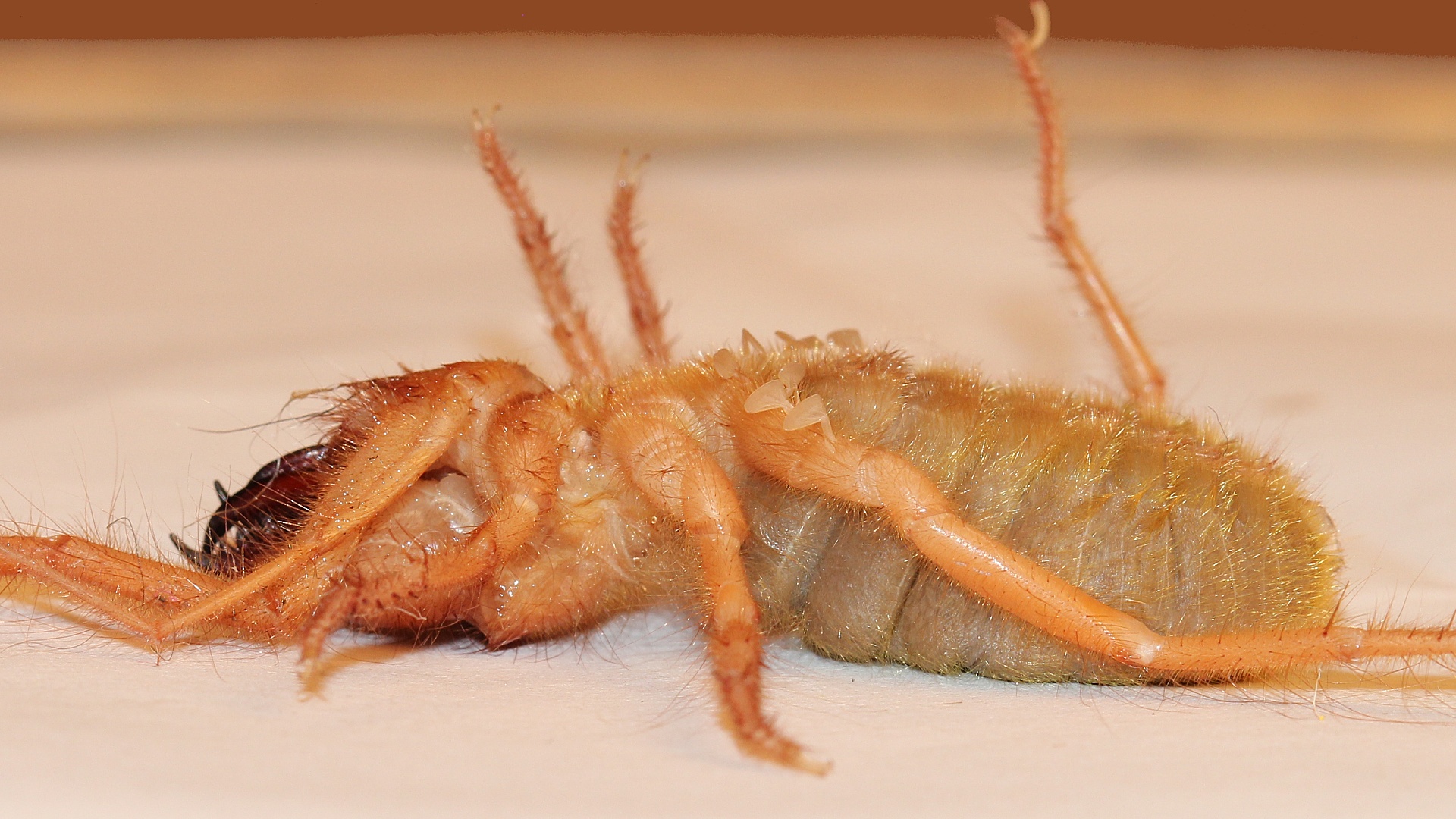 Axolotl nebo solifuga: 5 ošklivých zvířat, o kterých jste možná nikdy ...