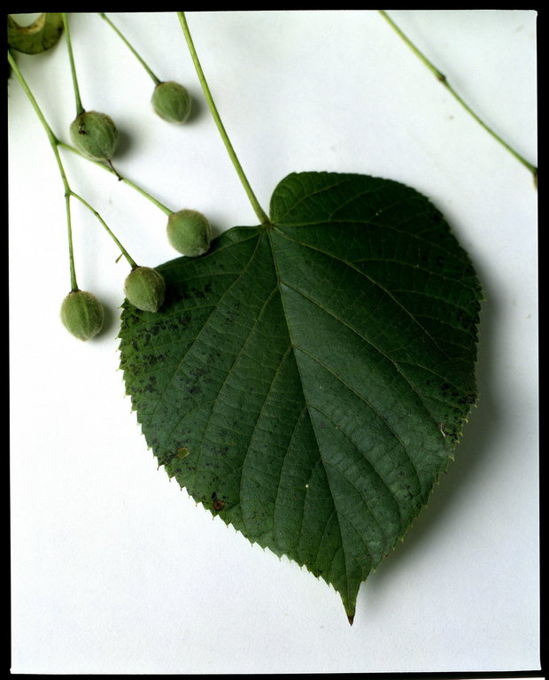 Lípa srdčitá / Tilia cordata | Prima Living