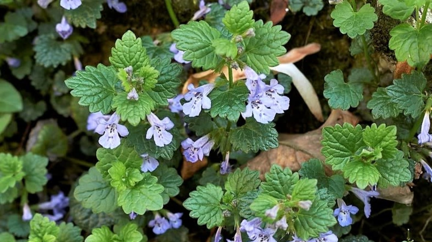 Popenec obecný / Glechoma hederacea | Prima Living