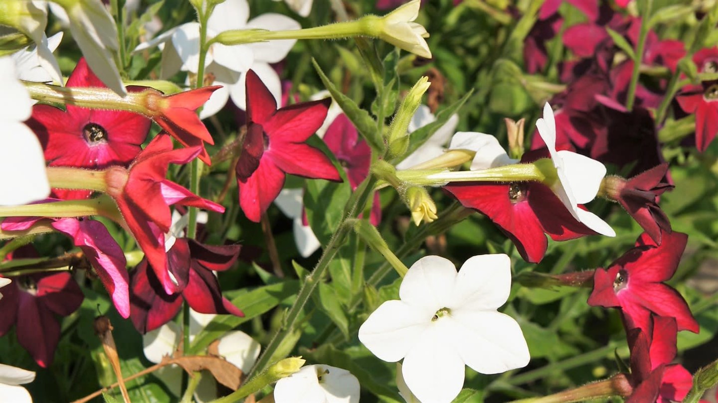 Jak pěstovat tabák? Netradiční letnička kvete a voní v noci | Prima Living