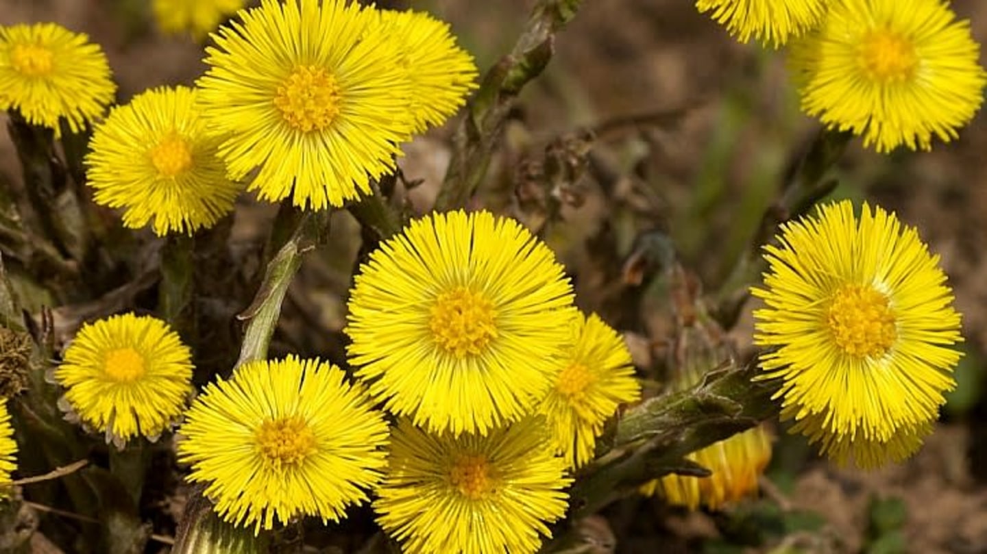 Podběl léčivý / Tussilago farfara | Prima Living