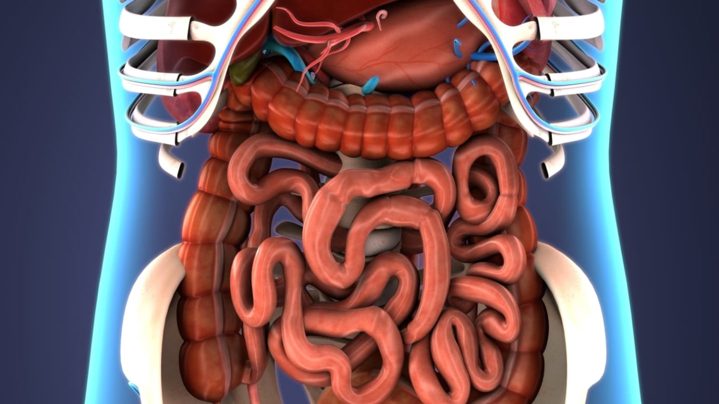tenké střevo | Prima