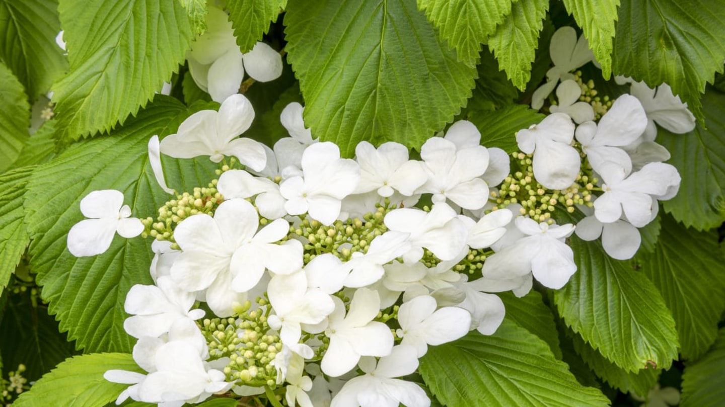 Kalina řasnatá je nenáročný keř, který vynikne ve větších zahradách ...