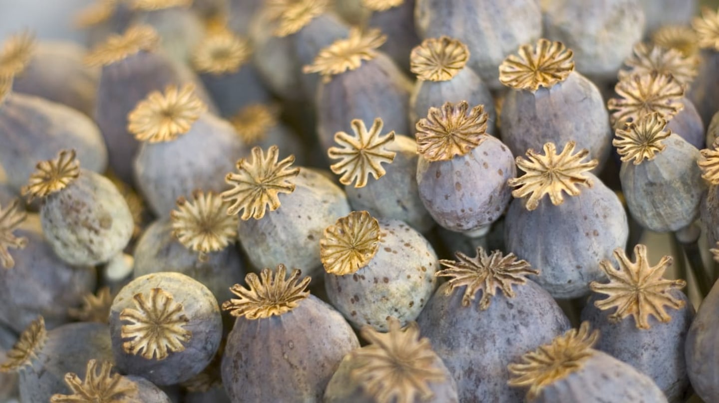 Makovice vlčích i zahradních máků využijte na půvabné dekorace. Nechte ...