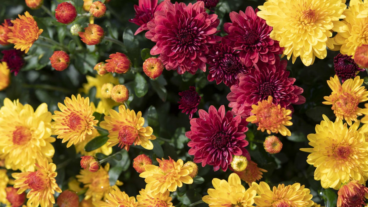 Chrysanthemum In Europe And In Japan Then And Now