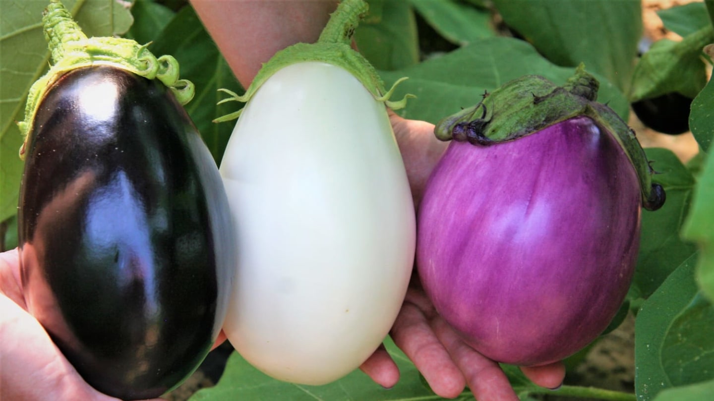 10 základních pravidel, jak vypěstovat lilek neboli baklažán na zahradě ...