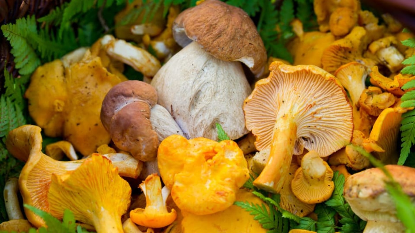 Houby | Recepty na Prima Fresh