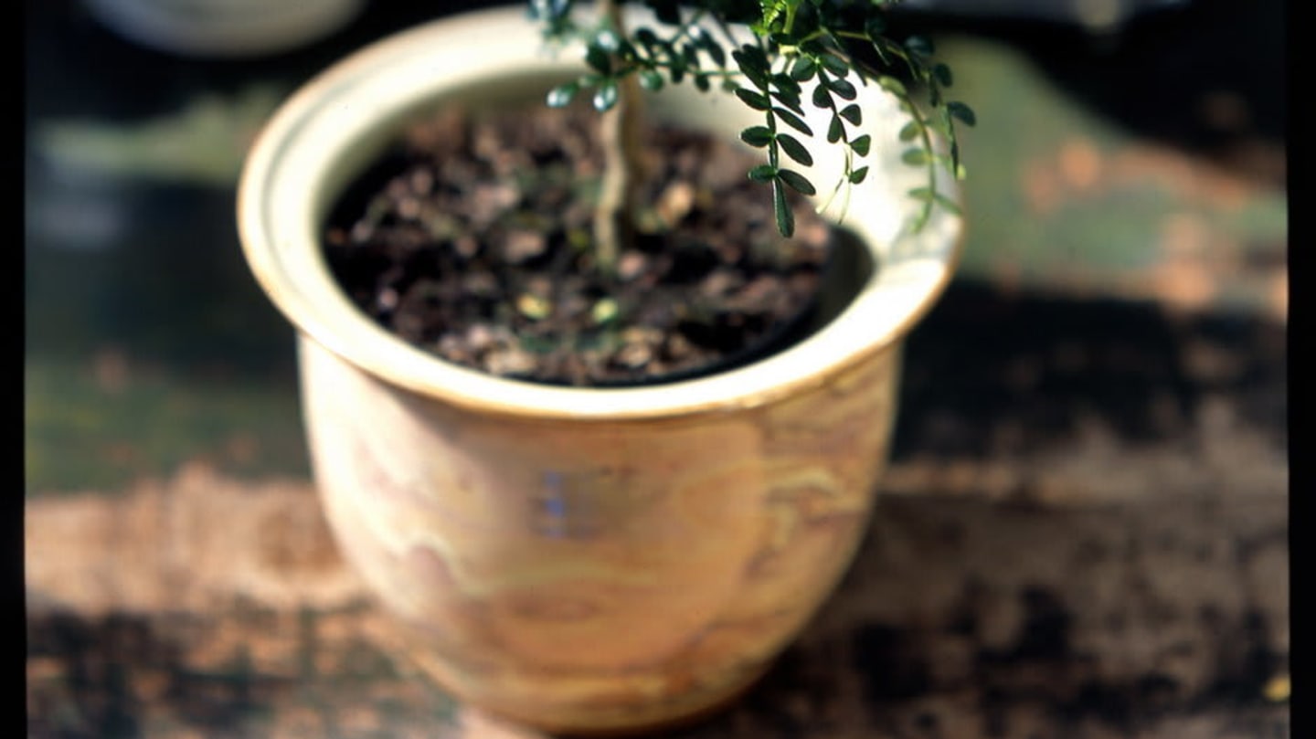 Zantoxylum / Zanthoxylum piperitum Odorum | Prima Living