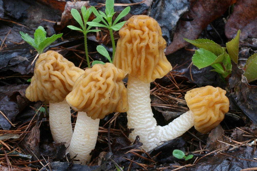 Kde právě rostou houby? Máme pro vás aktuální mapku | Prima Living