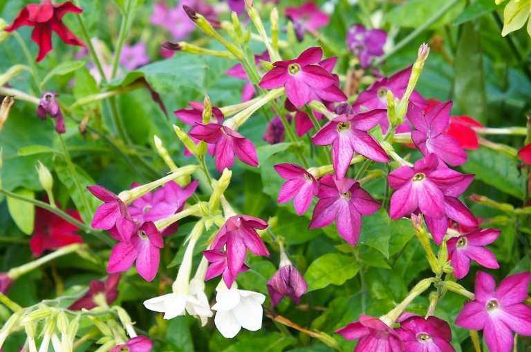 Jak pěstovat tabák? Netradiční letnička kvete a voní v noci | Prima Living