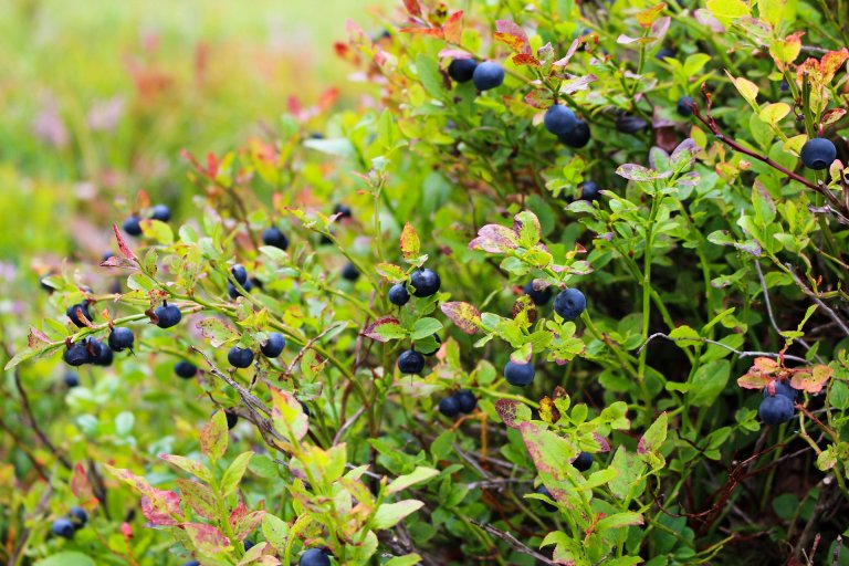 Borůvka lesní / Vaccinium Myrtillus | Prima Living
