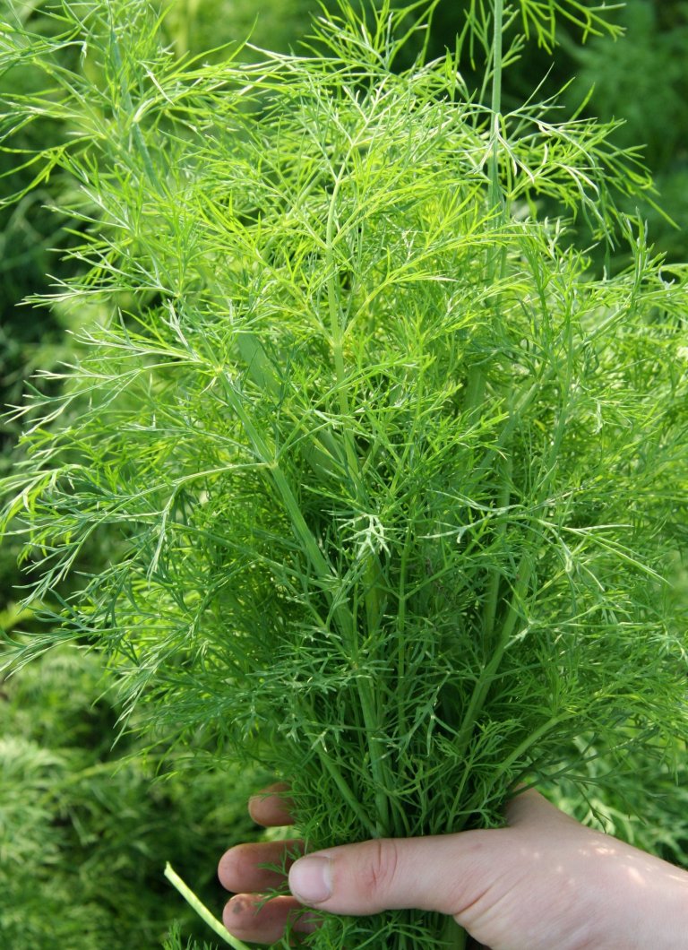 KOPR VONNÝ: Jak vypěstovat aromatické koření a uvařit si kulajdu ...