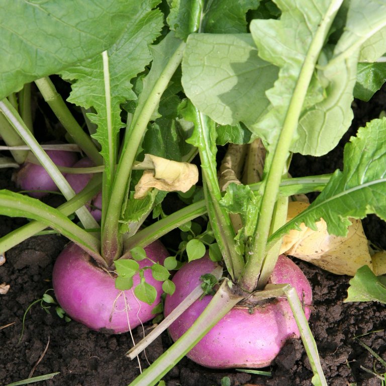 VODNICE: Jak pěstovat staročeskou zeleninu na zahradě, na balkoně i za ...