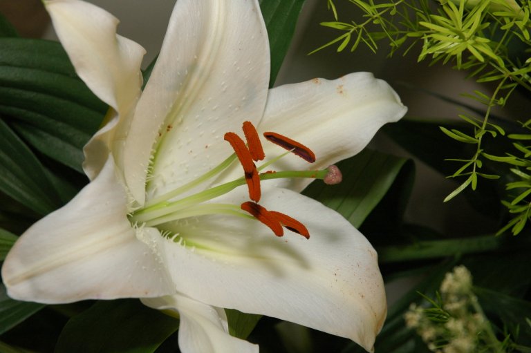 Lilie jsou ušlechtilé zahradní rostliny mnoha tváří. Jak lilie pěstovat ...