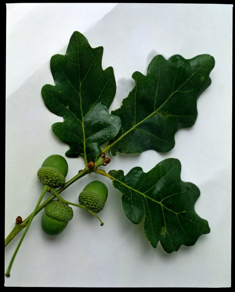 Poznáte dub letní od zimního? Jde to celkem snadno | Prima Zoom